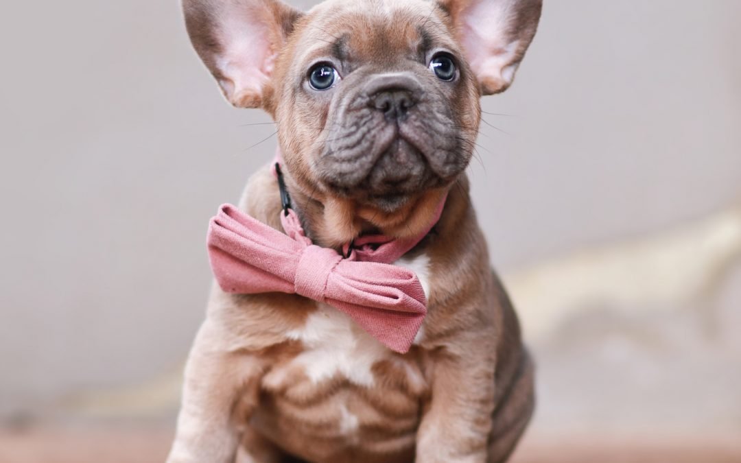 Famous Bullies of GA